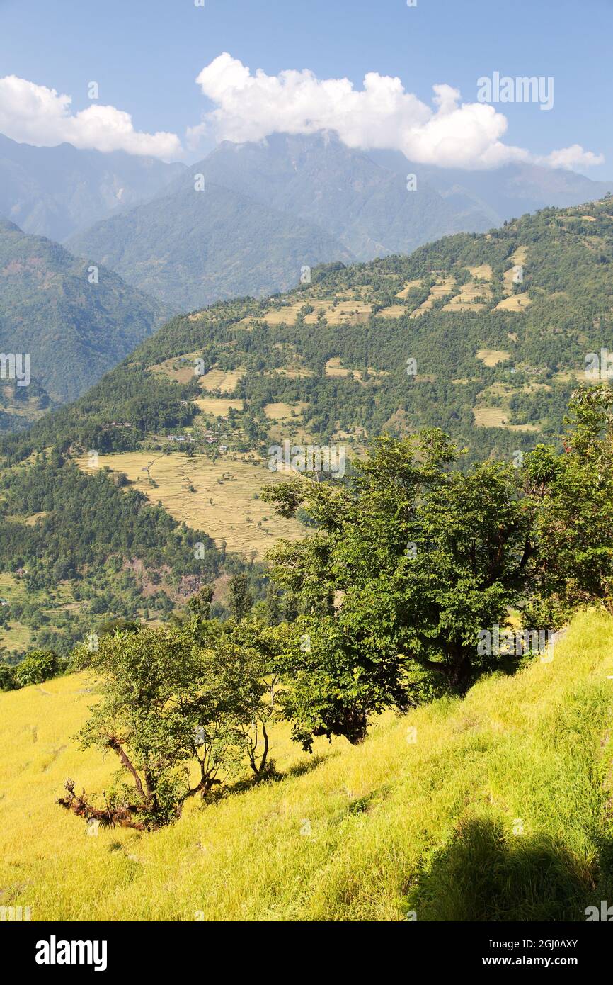 golden terraced rice or paddy field in Nepal Himalayas mountains ...