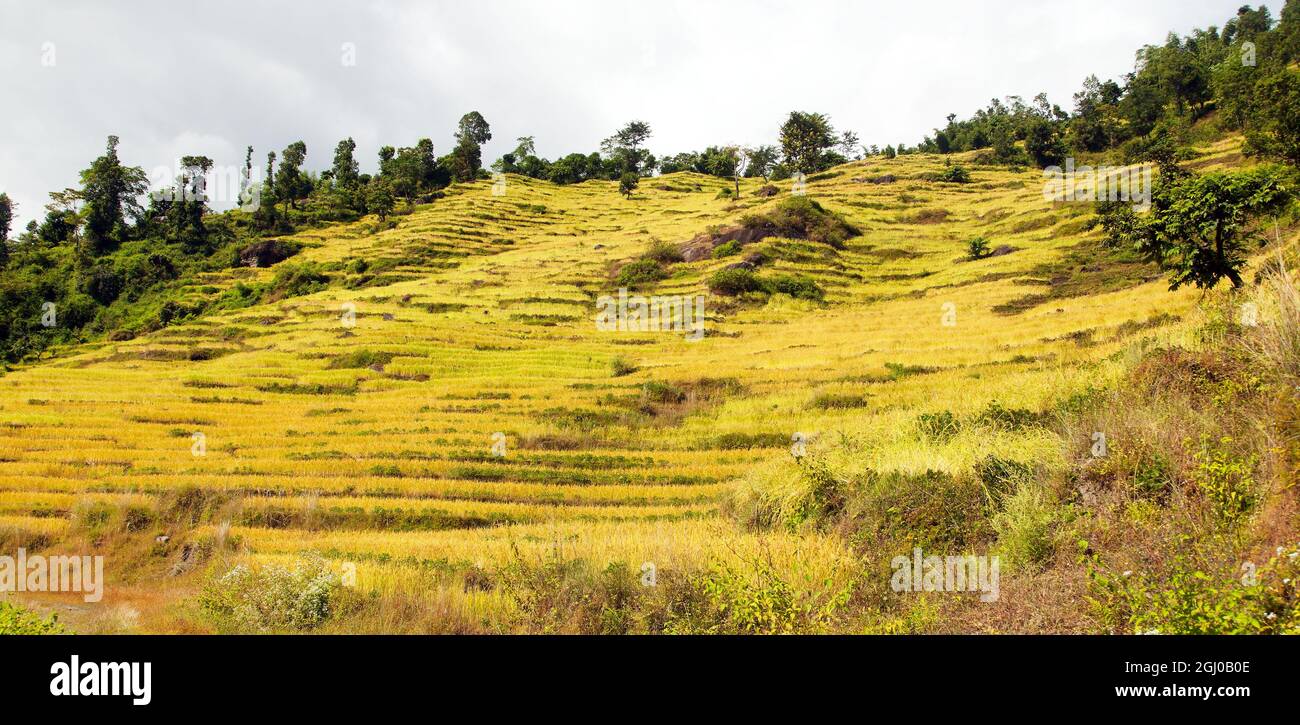 golden terraced rice or paddy field in Nepal Himalayas mountains ...