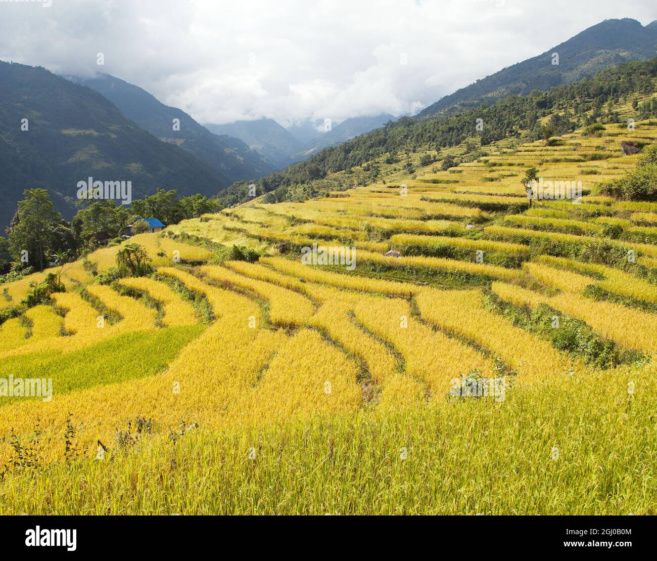 golden terraced rice or paddy fields in Nepal Himalayas mountains Stock ...