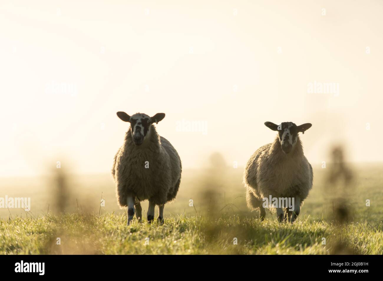 Grey faced lambs in morning mist Stock Photo - Alamy