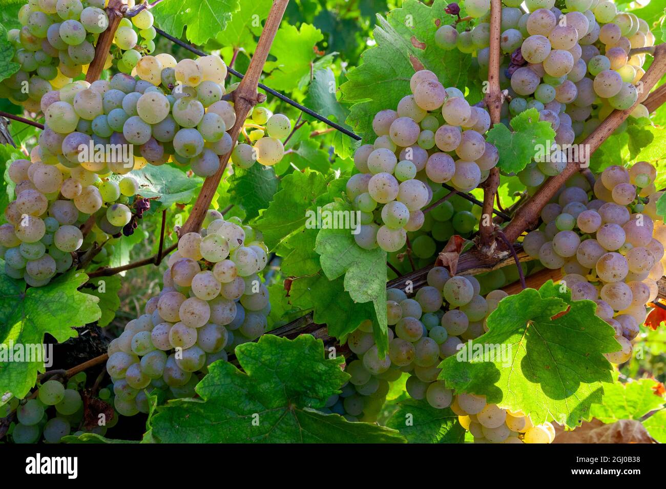 A bunch of white grapes in Alsace Stock Photo - Alamy