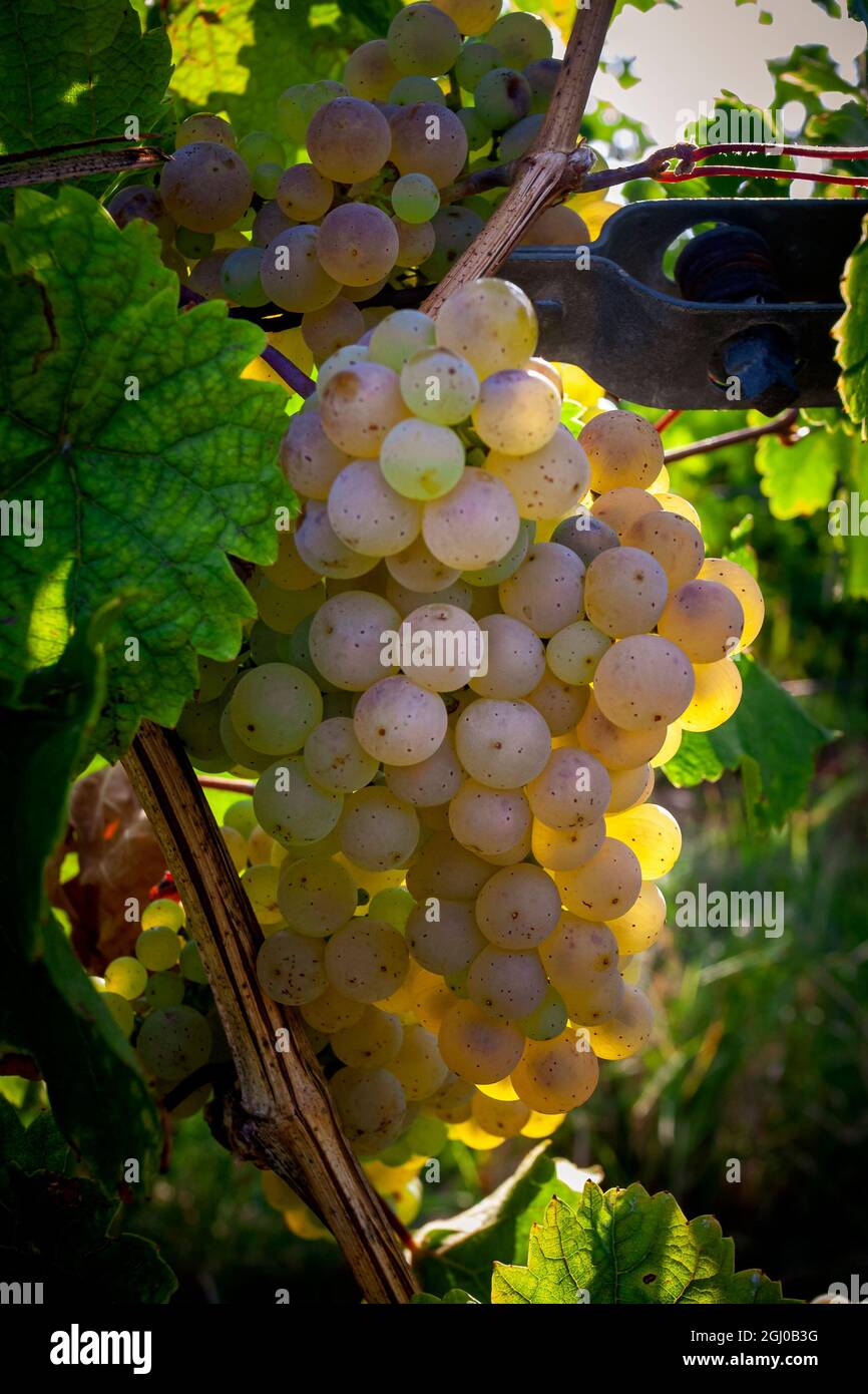 A bunch of white grapes in Alsace Stock Photo - Alamy