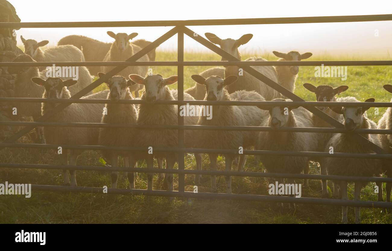 Sheep gathering at a gate Stock Photo - Alamy