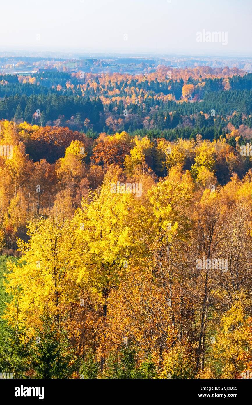 Colorful deciduous trees in a view of the forest Stock Photo - Alamy