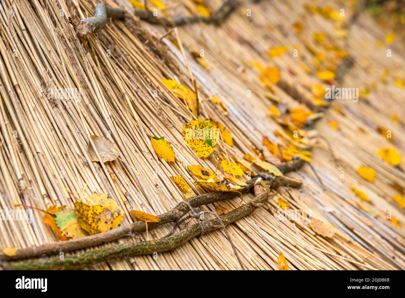 Yellow thatching grass hi-res stock photography and images - Alamy