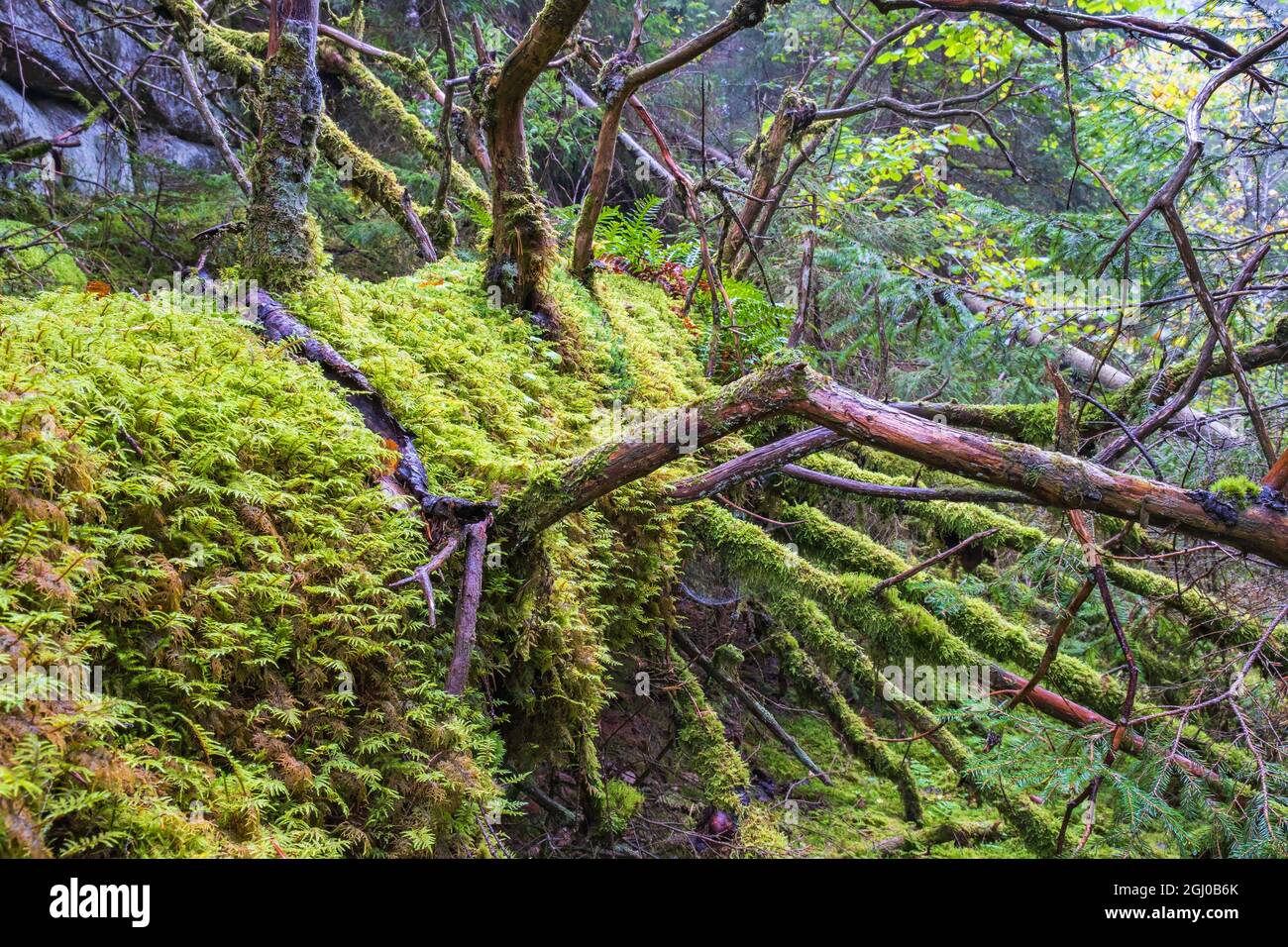 Green moss on decaying log trunk hi-res stock photography and images ...