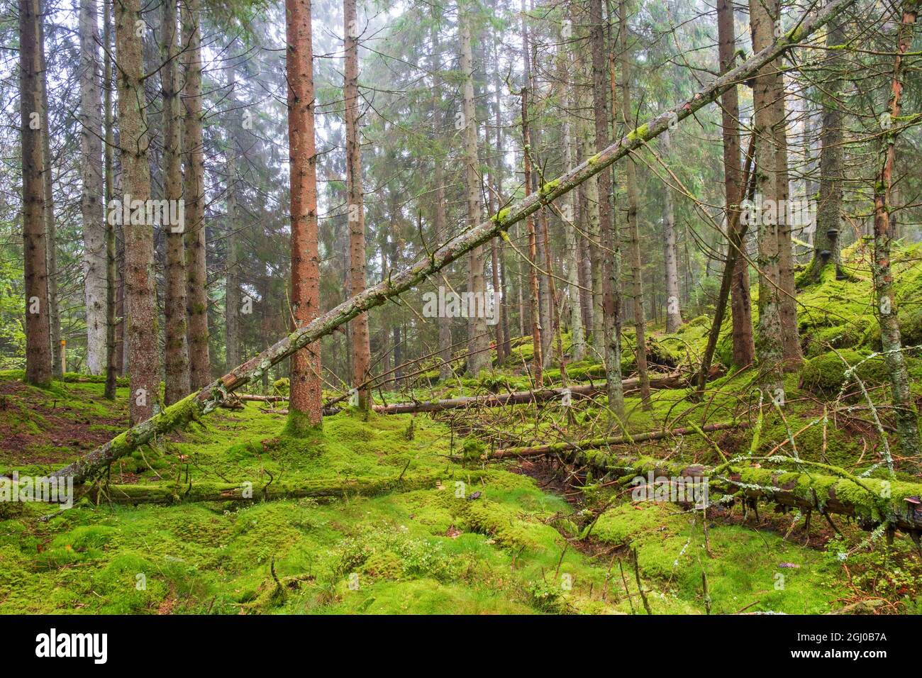 Coniferous forest with fallen trees Stock Photo - Alamy