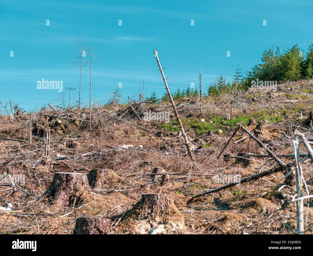 Deforestation and mono culture forest management in the Scottish ...