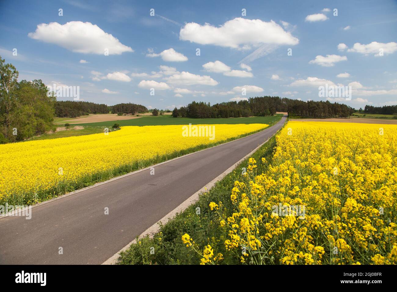 Panoramic view of rapeseed field, canola or colza in latin Brassica ...