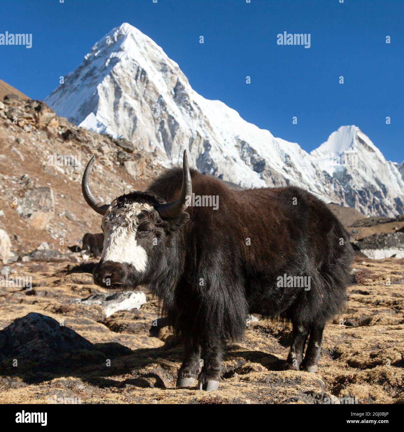 Black yak, bos grunniens or bos mutus on the way to Everest base camp ...