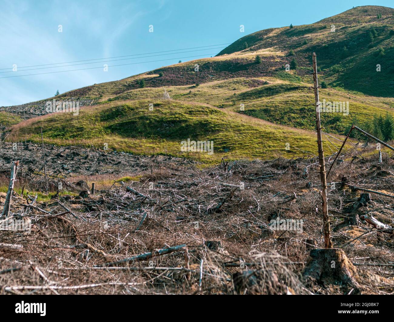 Deforestation and mono culture forest management in the Scottish ...