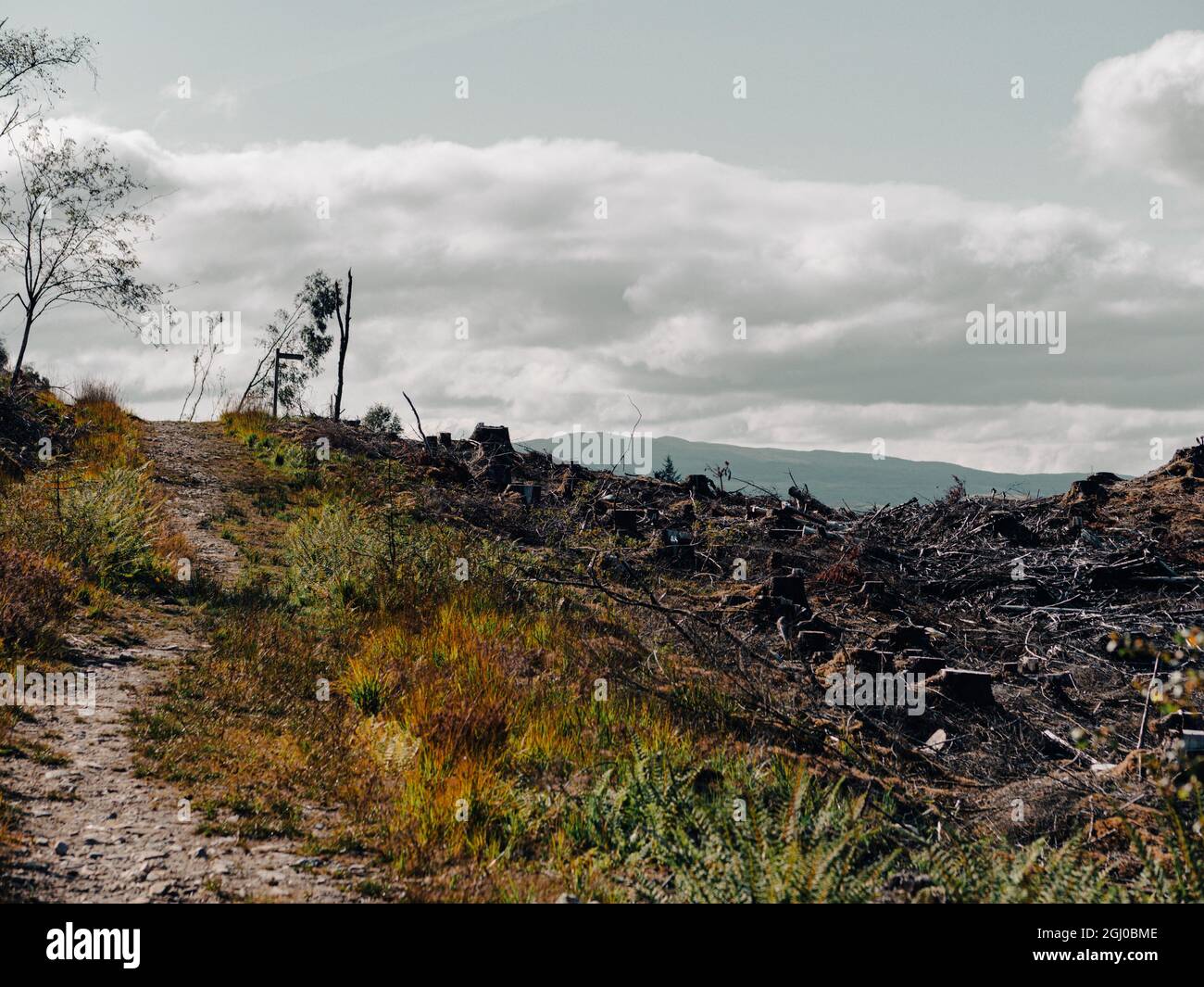 Deforestation and mono culture forest management in the Scottish ...