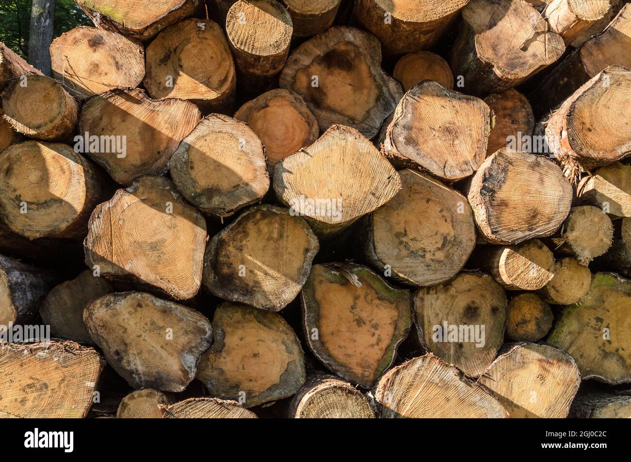 Stack of felled trees with cross-section growth rings, front view ...