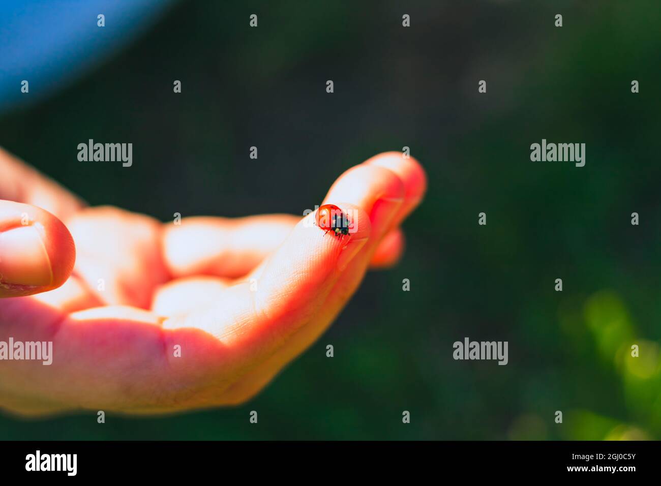 Woman and insects hi-res stock photography and images - Alamy