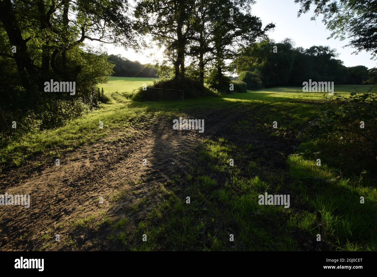 Fields besides Gibbs Brook, Tandridge, Surrey Stock Photo - Alamy