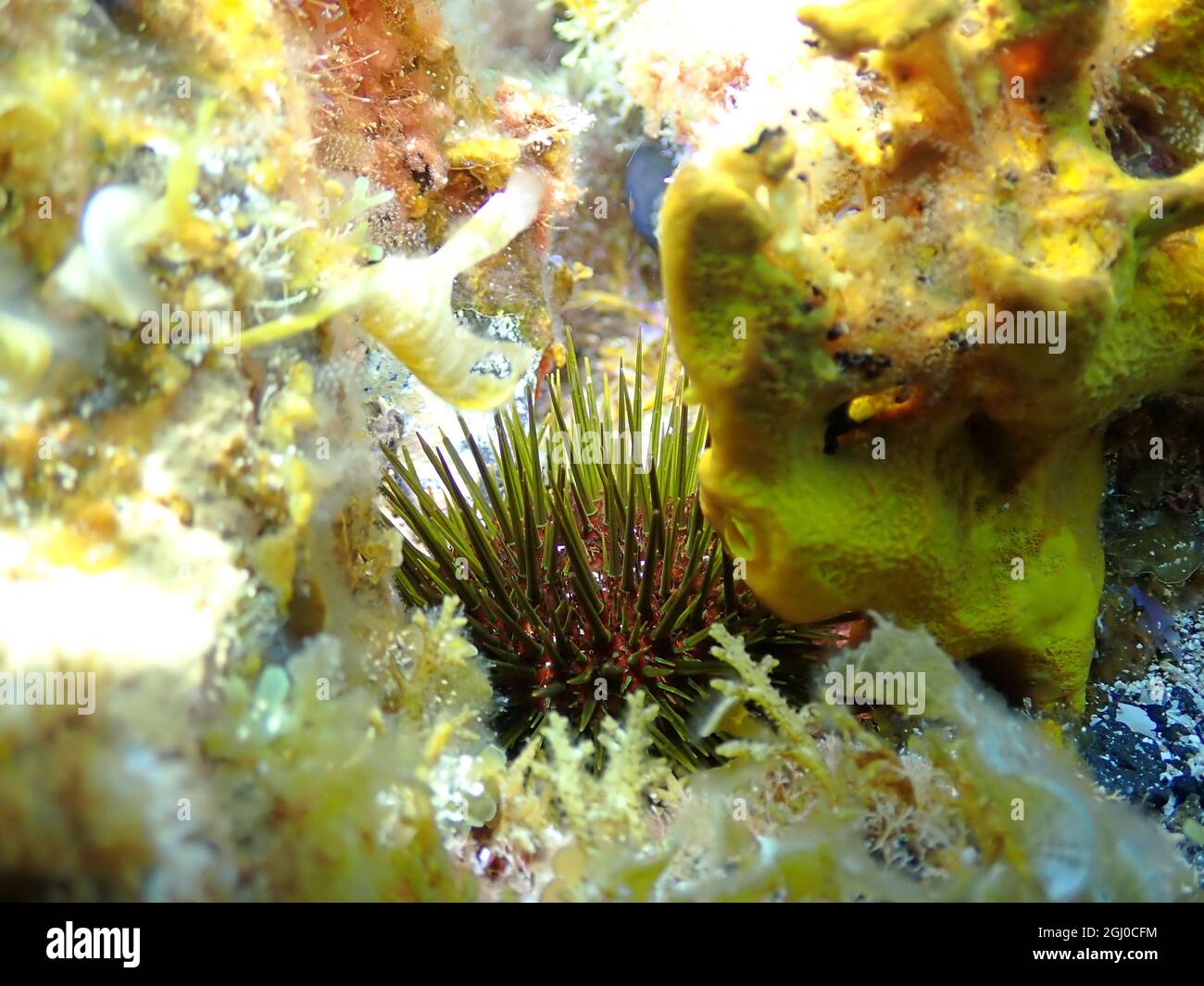 Underwater Close Up Of A Sea Urchin Hiding Behind Other Underwater ...
