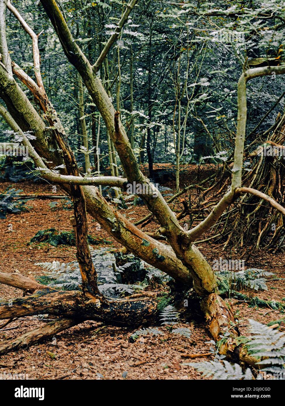 Mystical forest pathways and moss covered trees in a lush forest in the ...