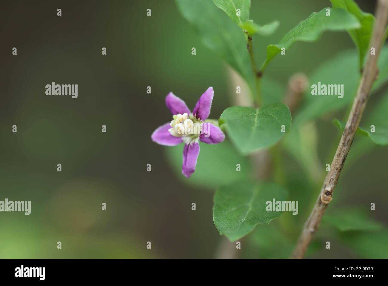 Goji flower hi-res stock photography and images - Alamy