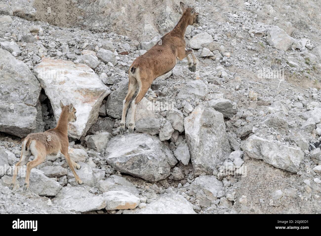 Mountain goat jump hi-res stock photography and images - Alamy
