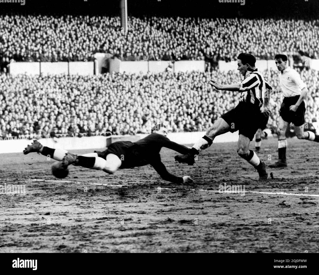 Robledo newcastle hi-res stock photography and images - Alamy