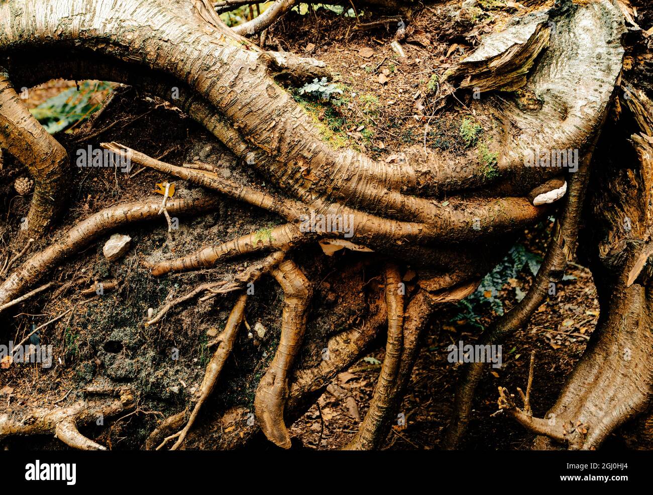 Mystical forest pathways and moss covered trees in a lush forest in the ...