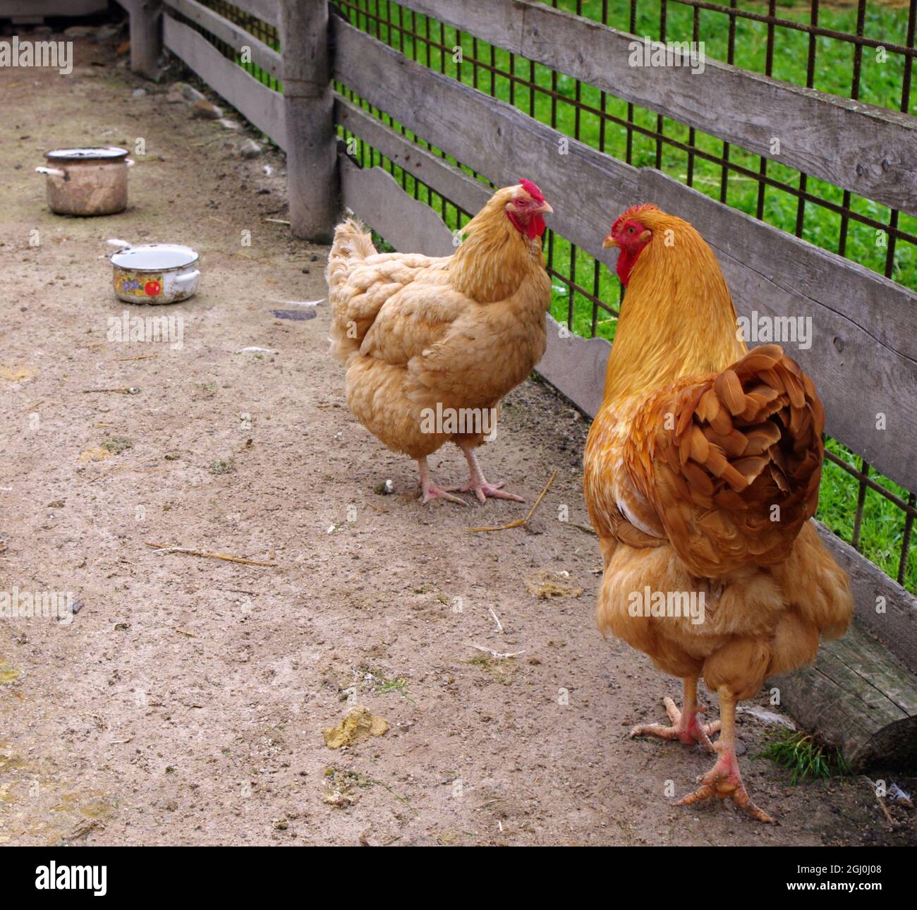 Hens on the bio farm. Chicken farm, village, chicken farm with hens ...