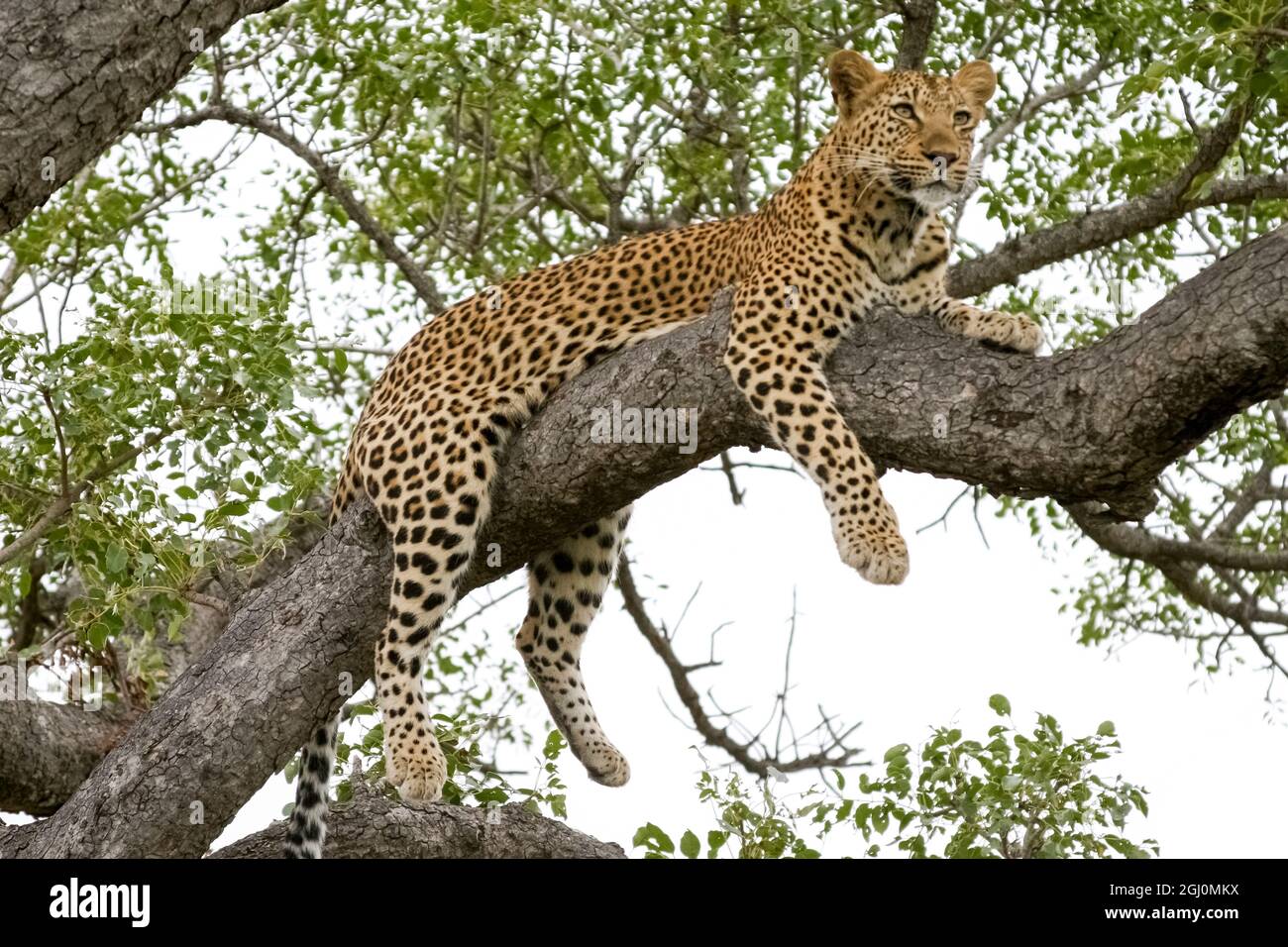 Leopard resting, Botswana, Africa Stock Photo - Alamy