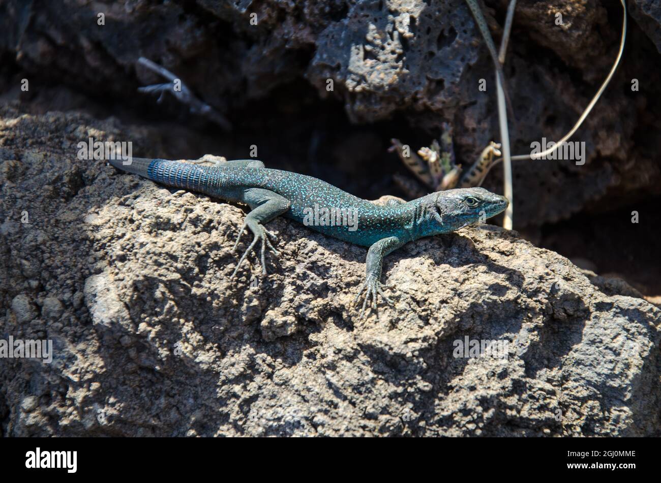 Ocellated lizard on a rock surface under sunlight Stock Photo - Alamy