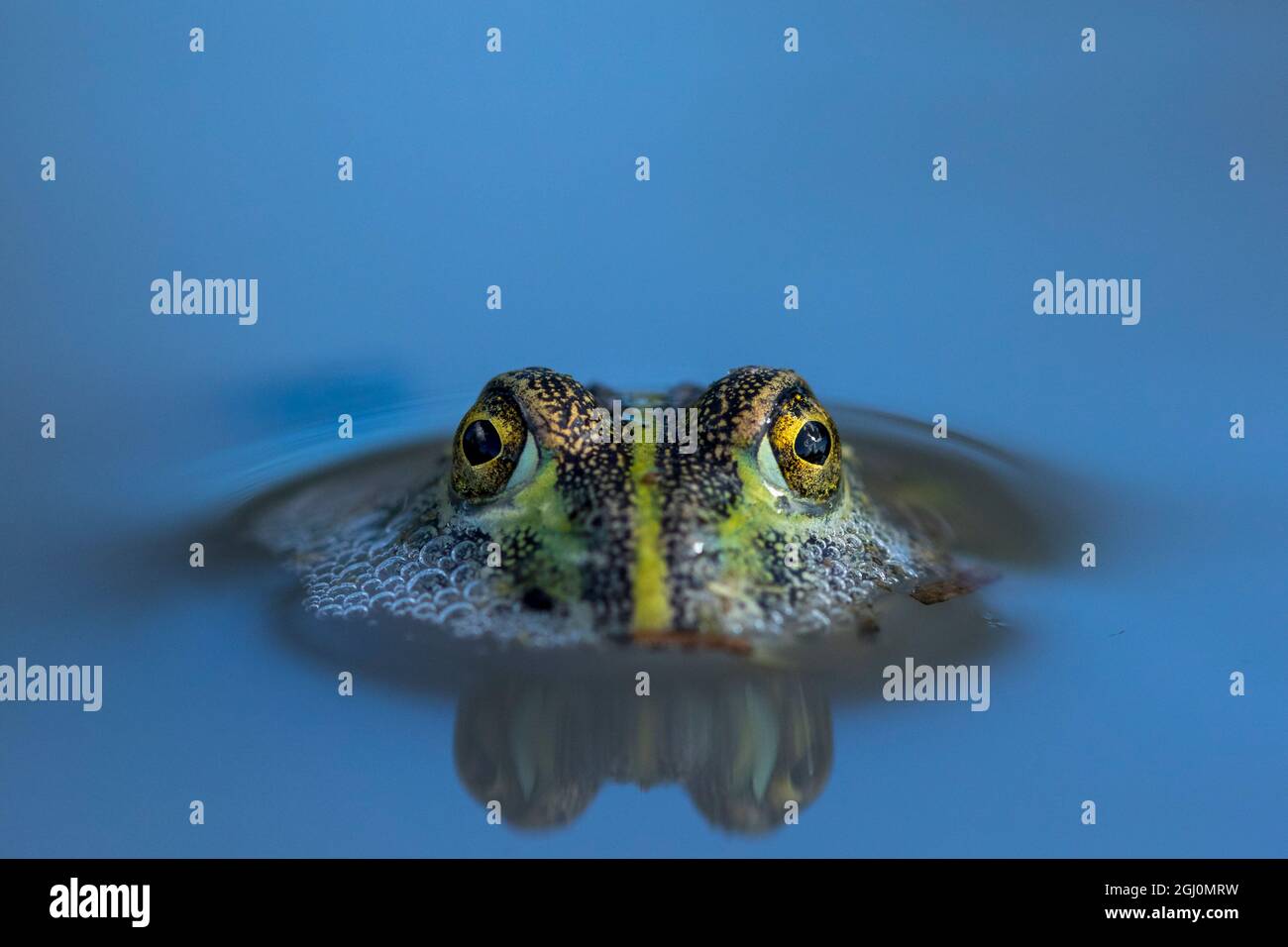 Africa, Botswana, Nxai Pan National Park, Young African Bullfrog ...