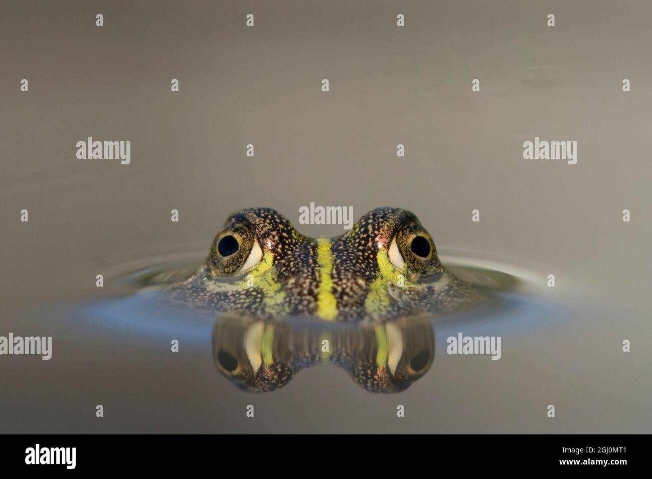 Africa, Botswana, Nxai Pan National Park, Young African Bullfrog ...