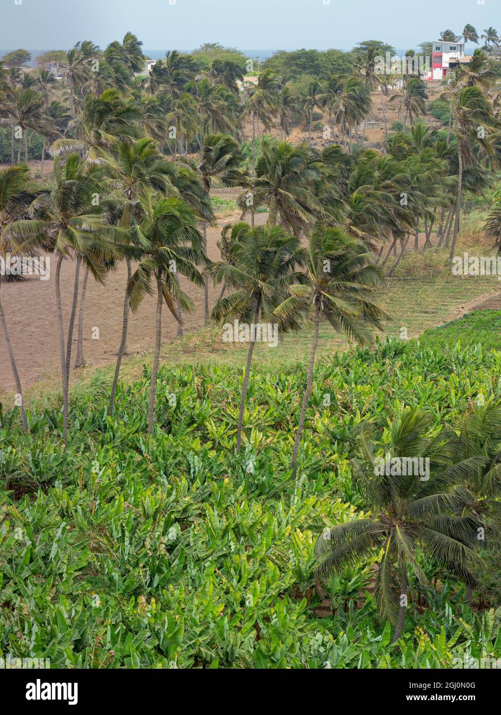 Agriculture near Pedra Badejo. Santiago Island, Cape Verde Stock Photo ...