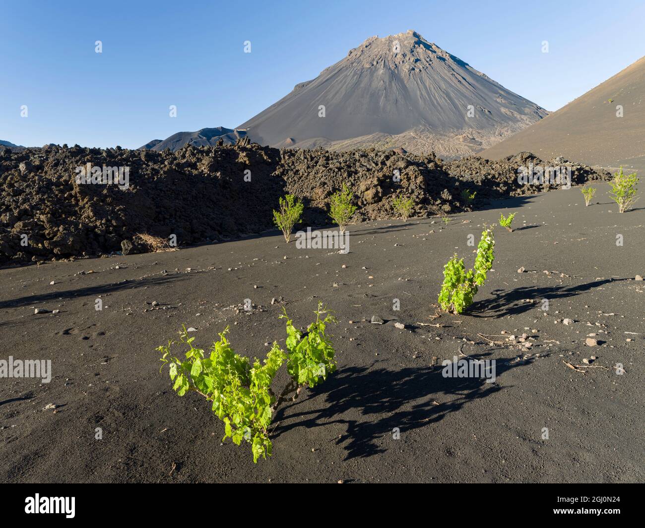 Fogo agriculture hi-res stock photography and images - Alamy