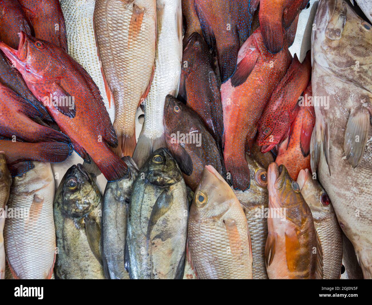 Fish market in Mercado Municipal di Praia in Plato. The capital Praia ...