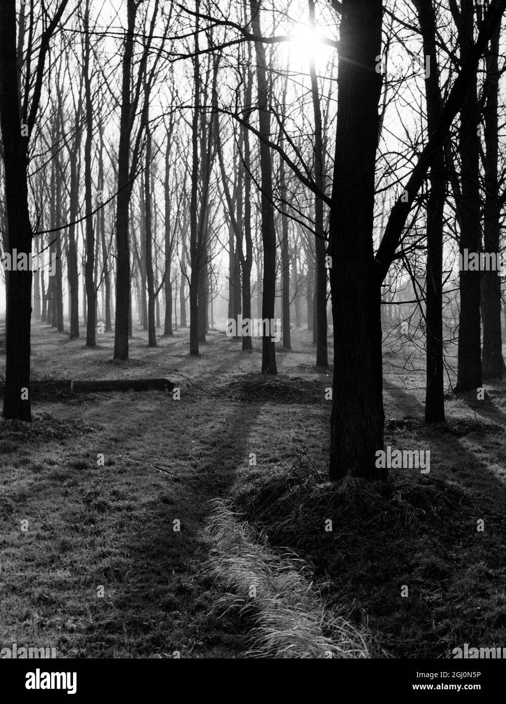 Cricket bat willow trees hi-res stock photography and images - Alamy