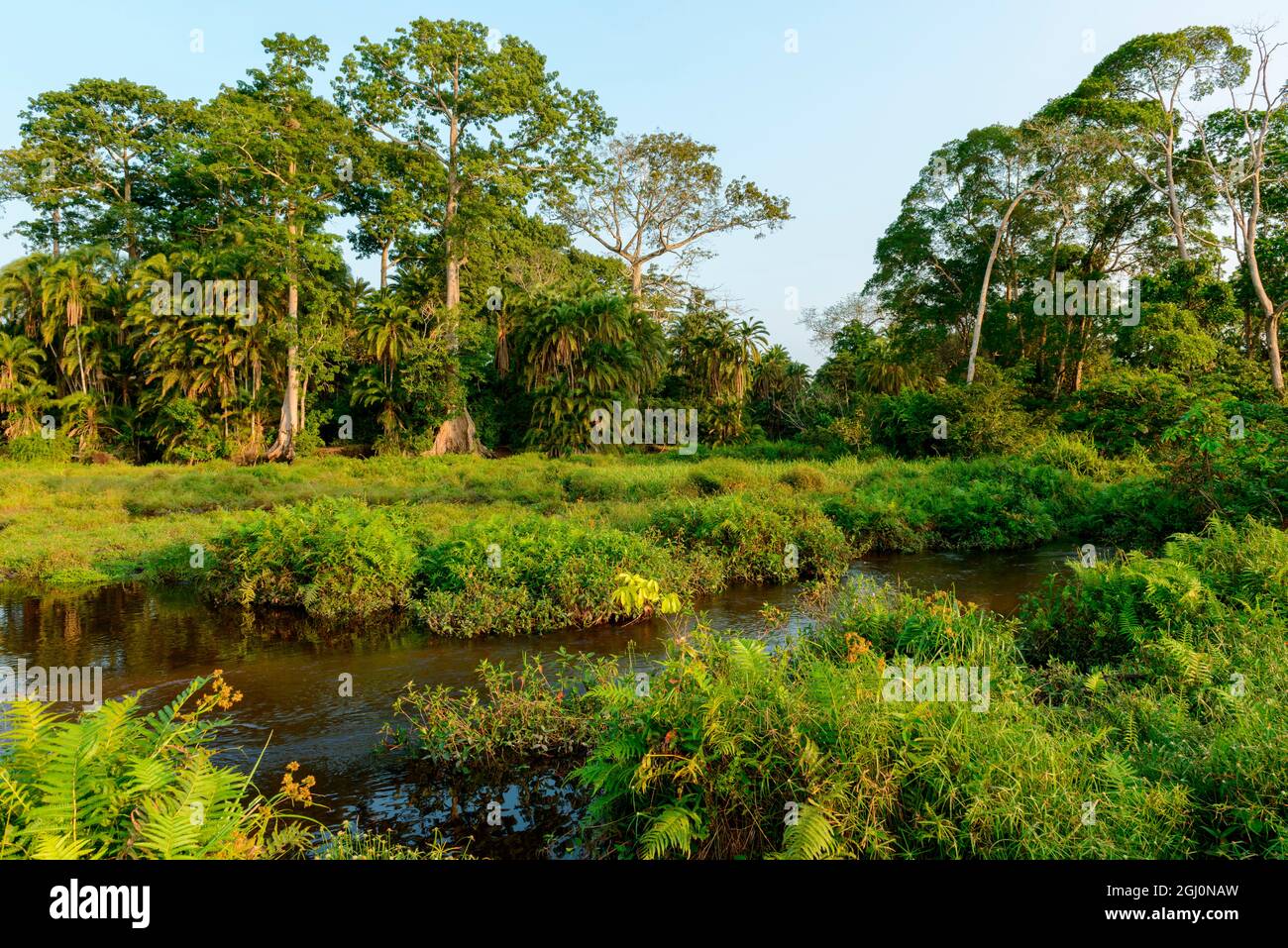 Lango Bai. Odzala-Kokoua National Park. Cuvette-Ouest Region. Republic ...