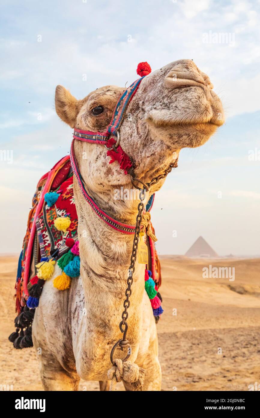 Africa, Egypt, Cairo. Giza plateau. Camel near the great Giza pyramids ...