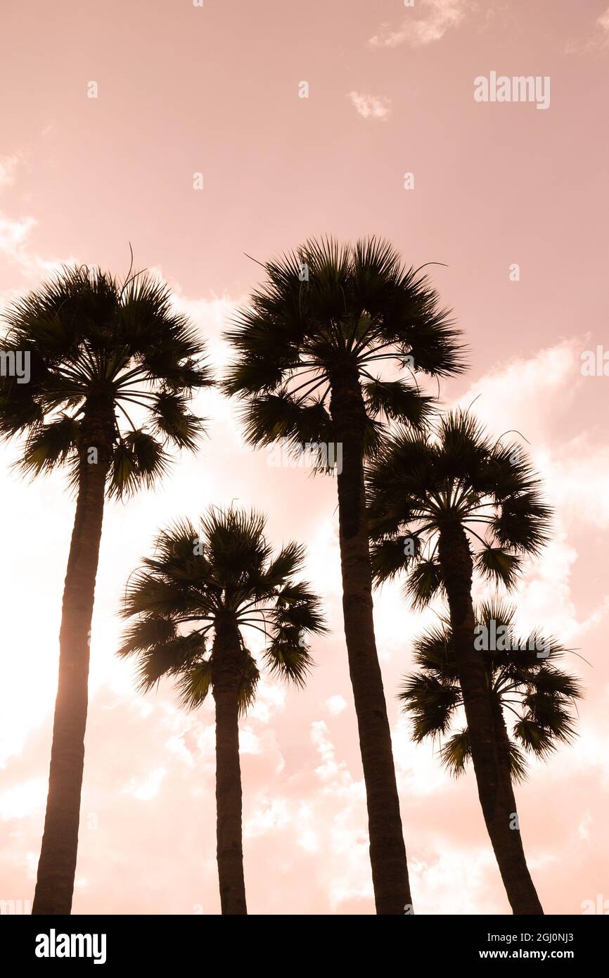 Palm trees. Luxor, Egypt Stock Photo - Alamy