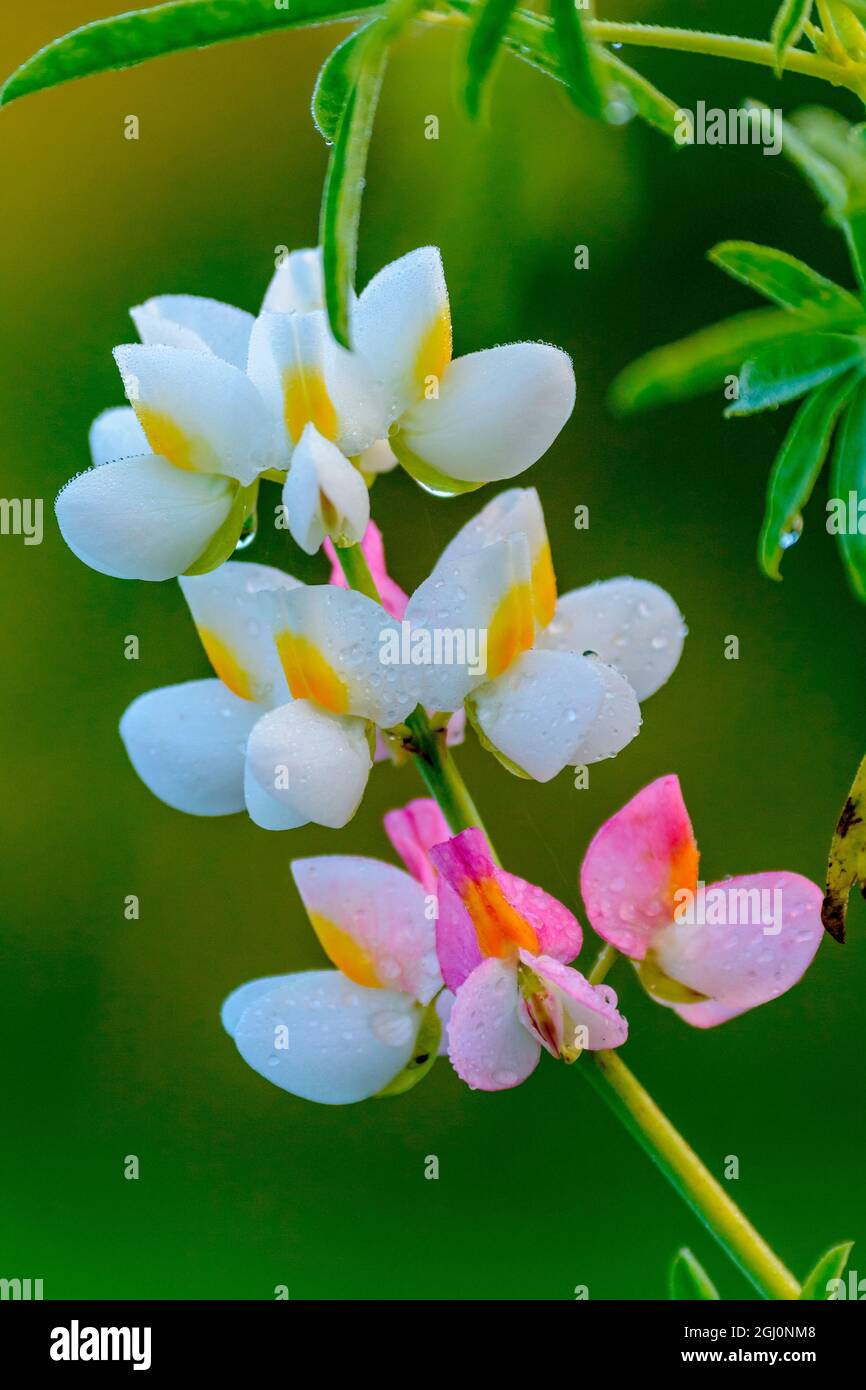 Wild flower. Bale Mountains National Park. Ethiopia Stock Photo - Alamy