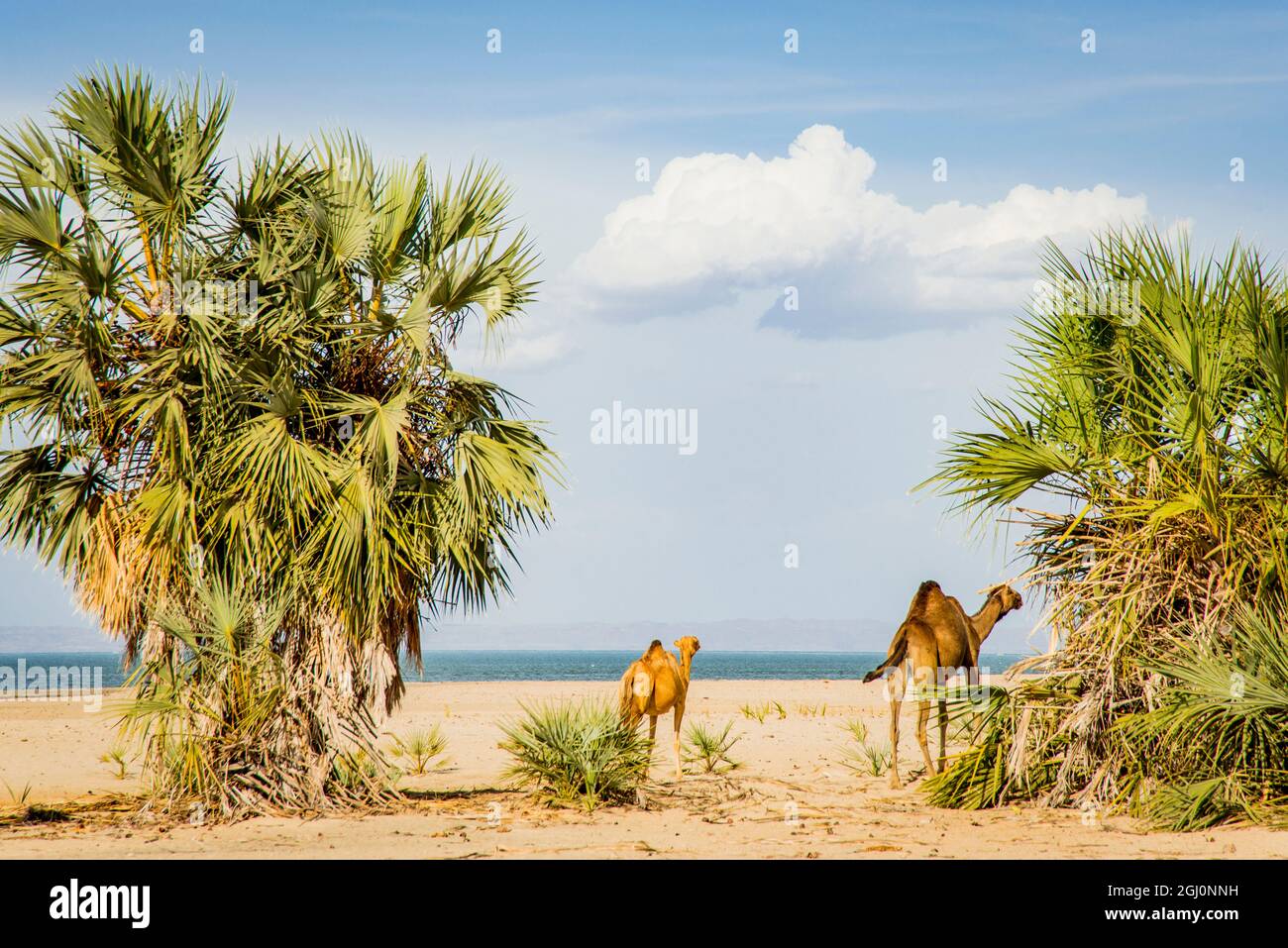 East Africa, Kenya. Omo River Basin, west shore of Lake Turkana, Lobolo ...