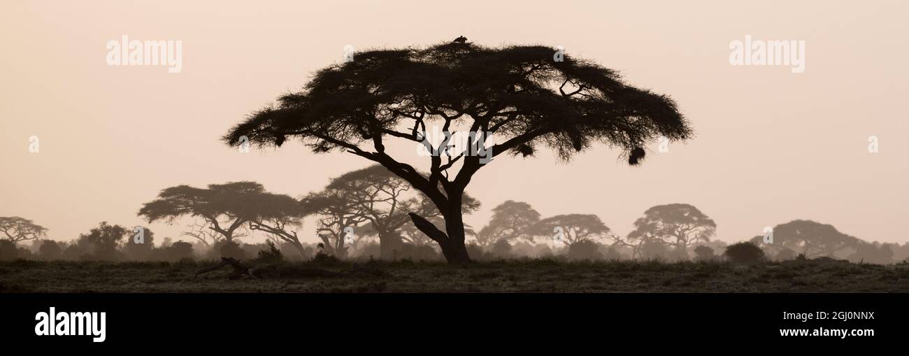 Africa, Kenya, Maasai Mara National Reserve. Silhouette of umbrella ...