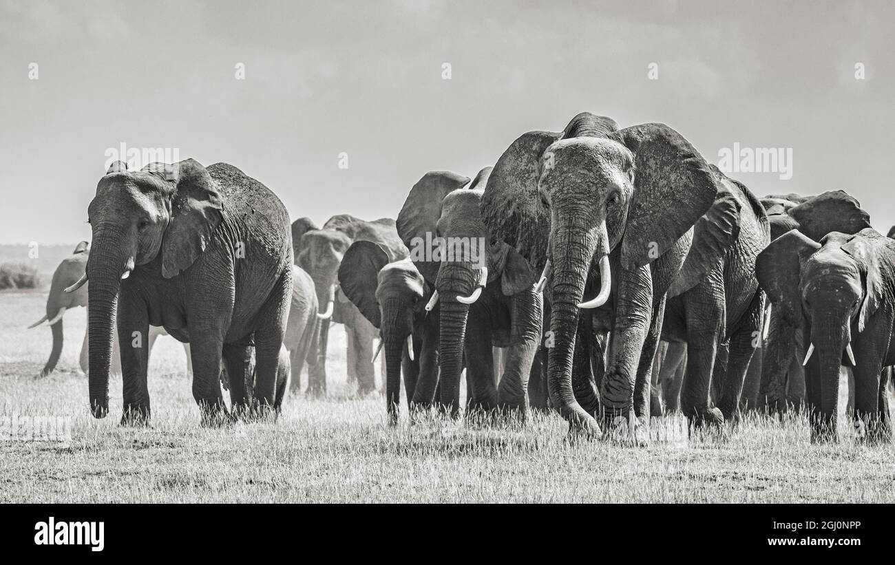 Elephant amboseli national park hi-res stock photography and images - Alamy