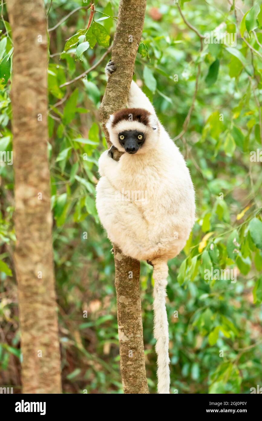 Sifaka face hi-res stock photography and images - Alamy