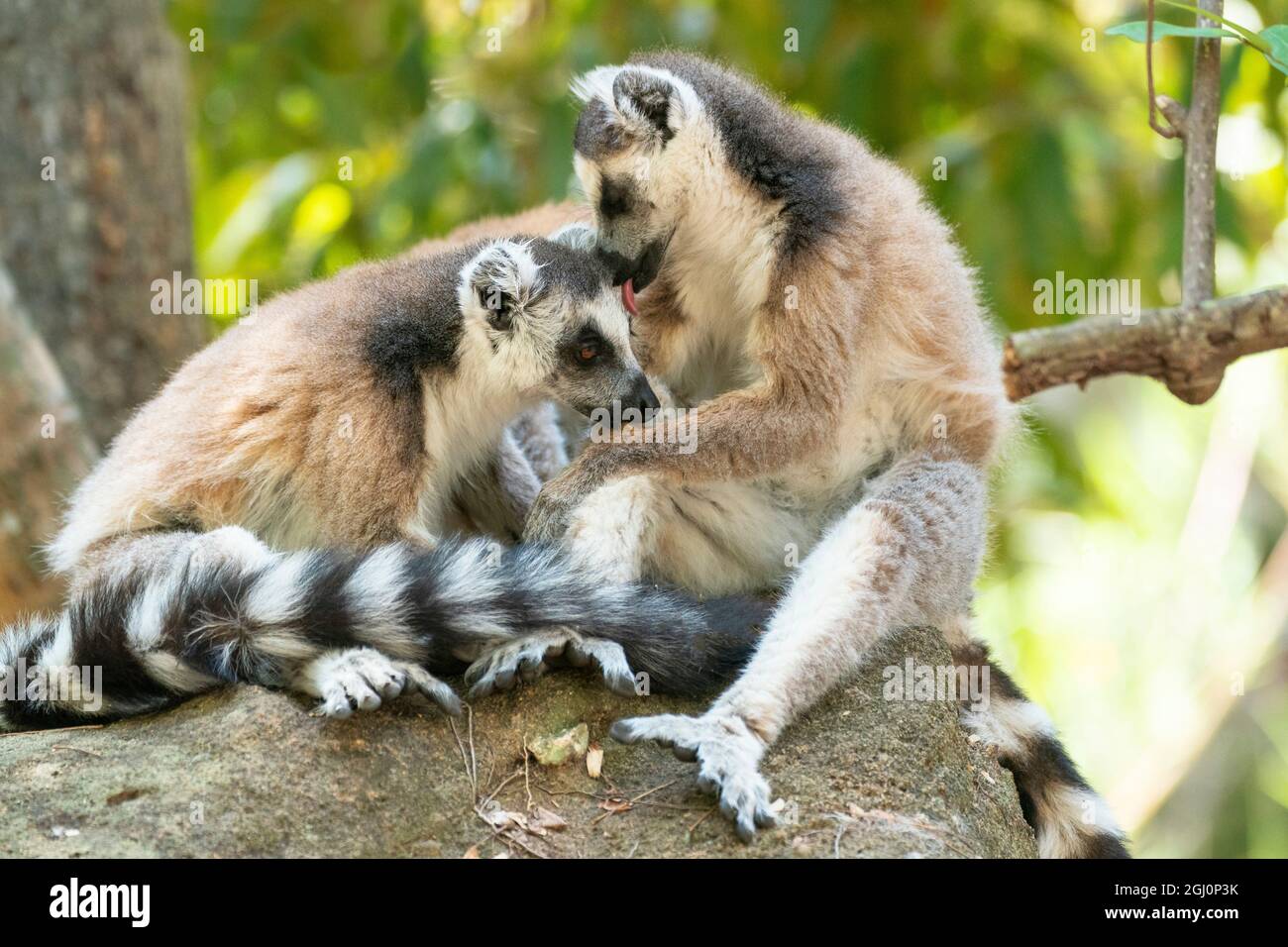 Ring tailed lemurs grooming hi-res stock photography and images - Alamy