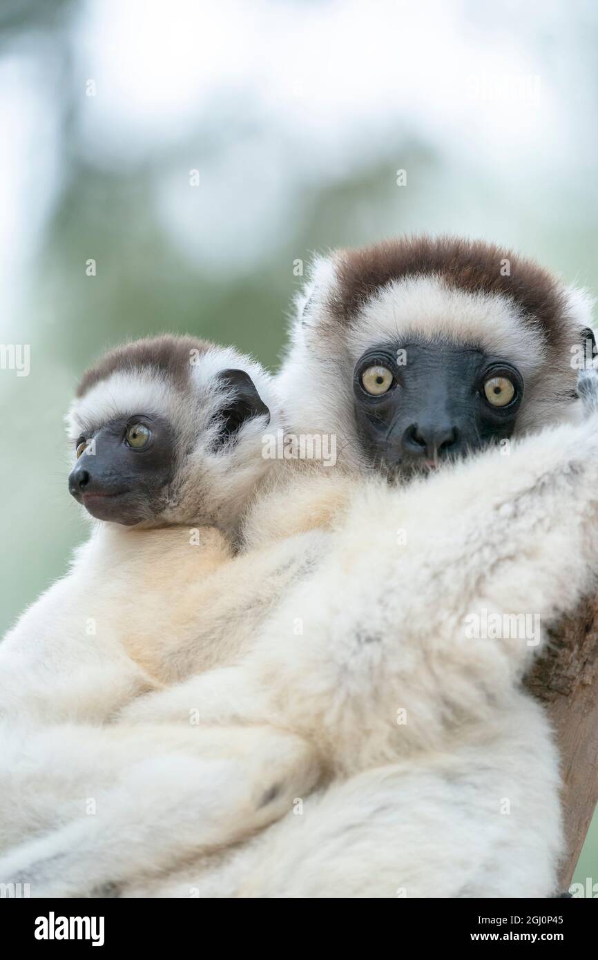Africa, Madagascar, Anosy Region, Berenty Reserve. A female sifaka ...