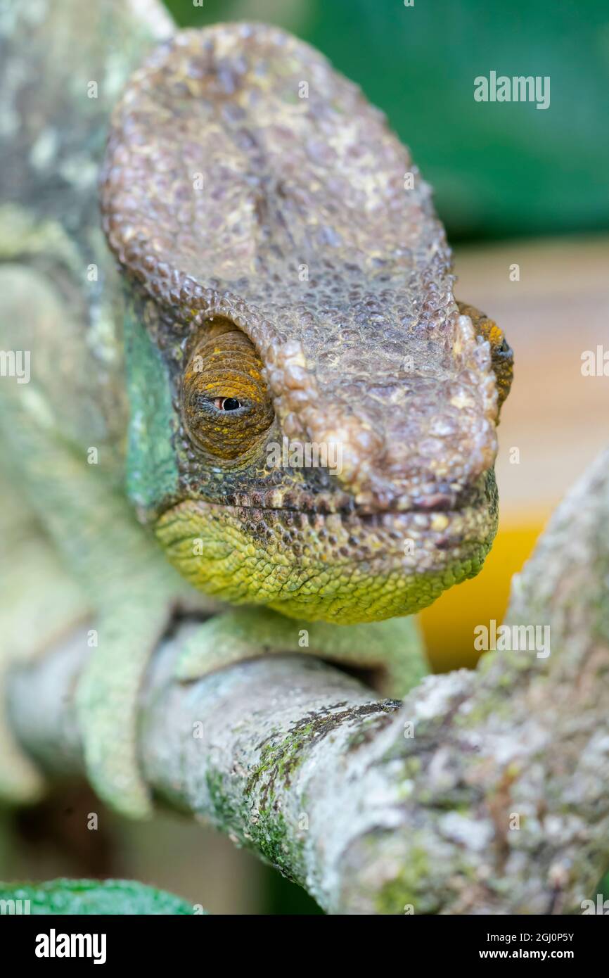 Africa, Madagascar, east of Tana, Marozevo, Peyrieras Reptile Reserve ...