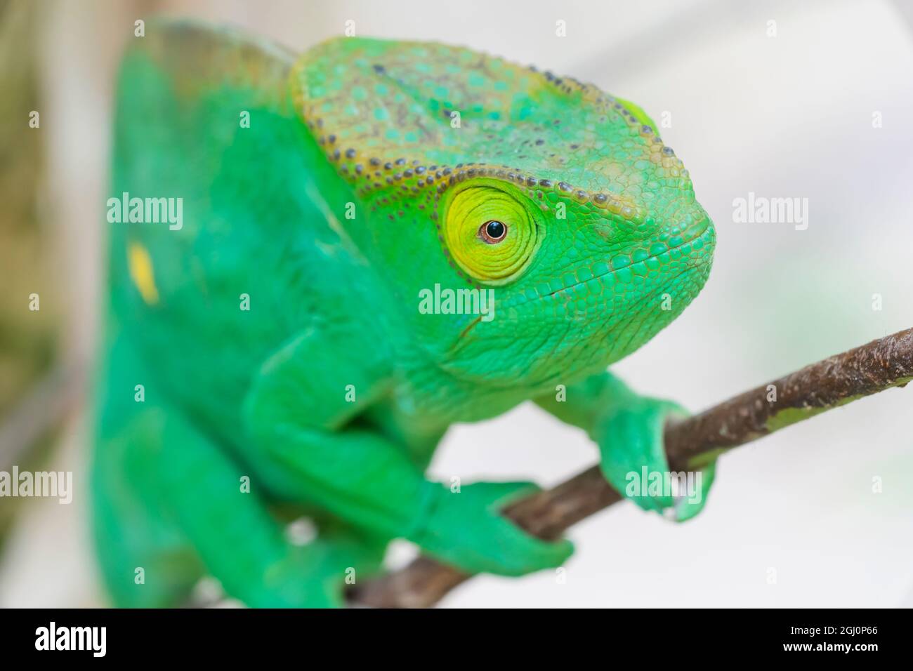 Africa, Madagascar, east of Tana, Marozevo, Peyrieras Reptile Reserve ...