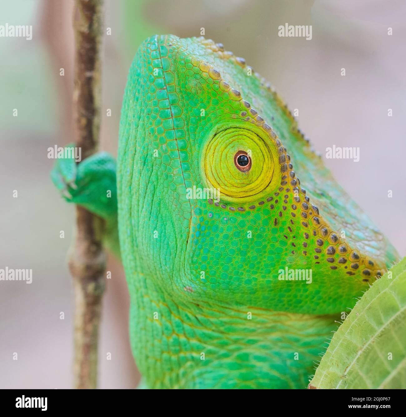 Africa, Madagascar, east of Tana, Marozevo, Peyrieras Reptile Reserve ...
