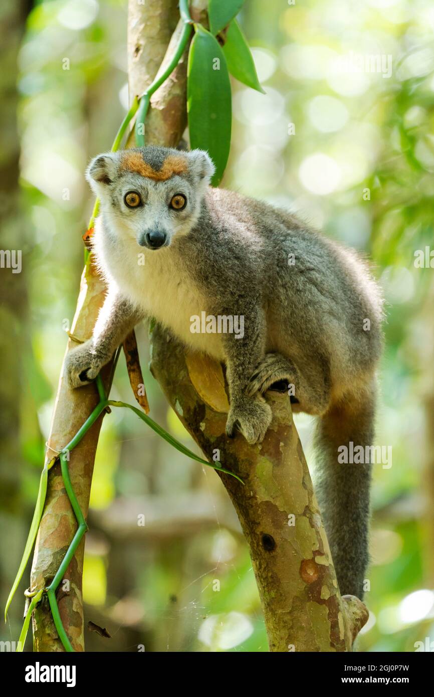 Africa, Madagascar, Lake Ampitabe, Akanin'ny nosy Reserve. A female ...