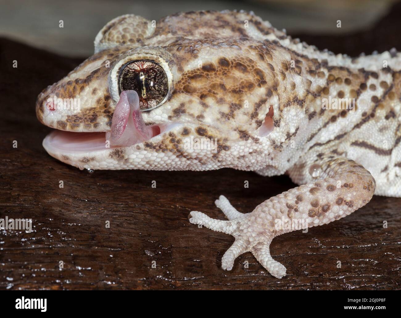 Panther or Ocelot gecko, Paroedura pictus, washing eye, controlled ...
