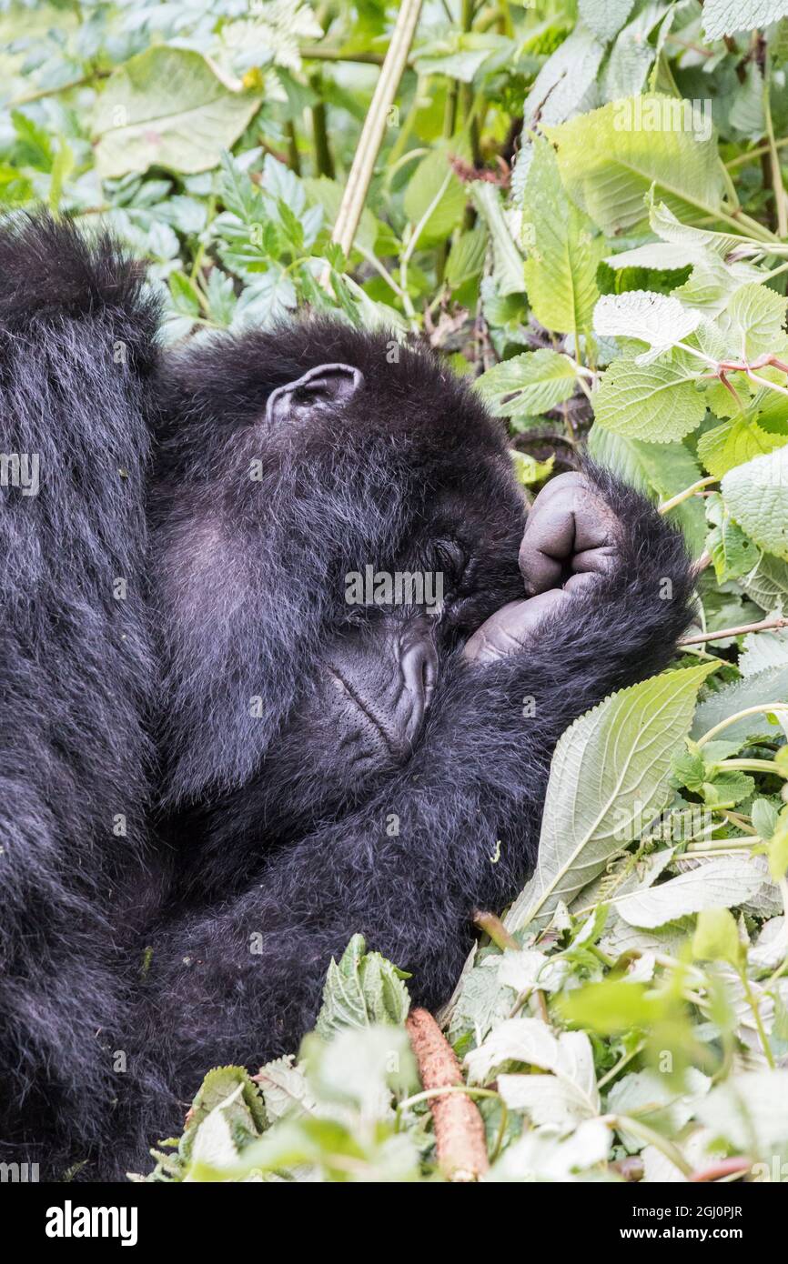 Africa, Rwanda, Musanze District, Volcanoes National Park, Ruhengeri ...